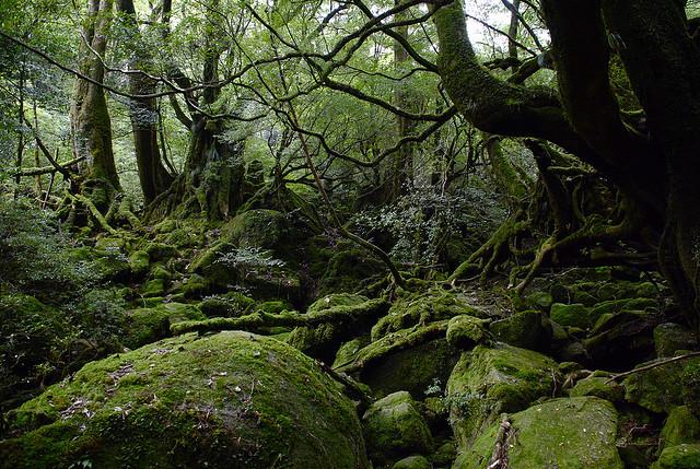 Defining Wilderness—Japanese | Environment & Society Portal