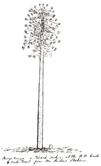 Colonial and indigenous knowledge of trees | Environment & Society Portal