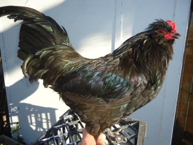 The Backyard Chook: Australia’s Enduring Nest Egg | Environment ...