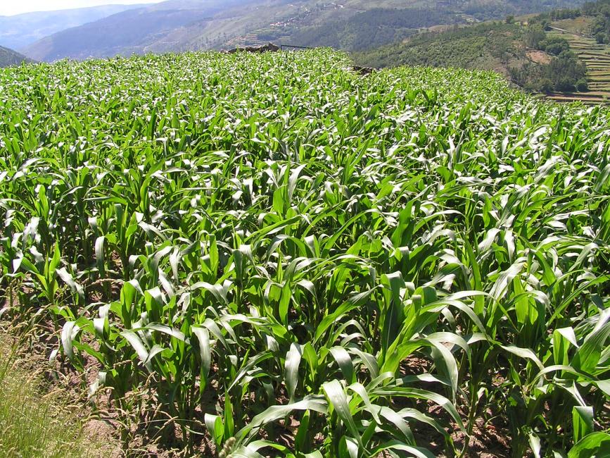 Capital Seeds and Hybrid Landscapes: Between Varied Landraces and ...