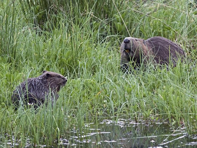 Resistance and Rewilding: The Return of Beavers to Knapdale Forest ...