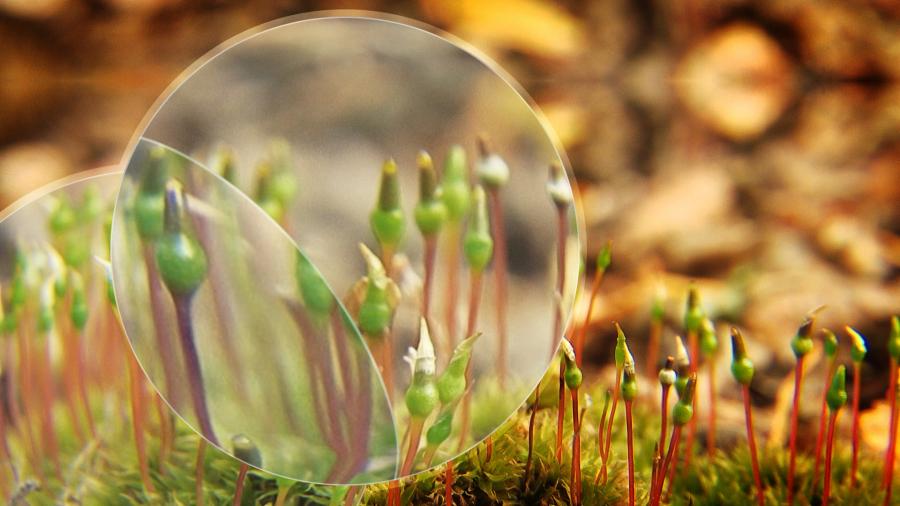 Ecotourism with Hand Lenses and Astrotourism with Telescopes ...