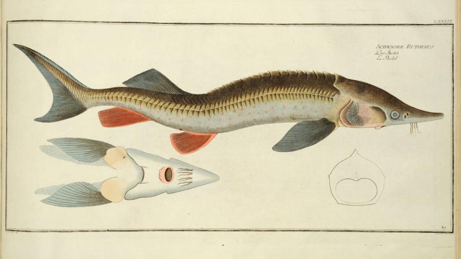 Fisheries, Fishers, and Fish Trading in the Urban Environment ...