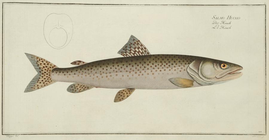 Fisheries, Fishers, and Fish Trading in the Urban Environment ...