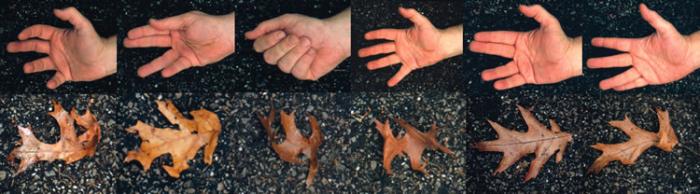 Alan Sonfist_Leaf Hand | Environment & Society Portal