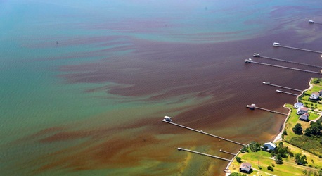 Dead Zones And Toxic Algae Bloom In Us Waters
