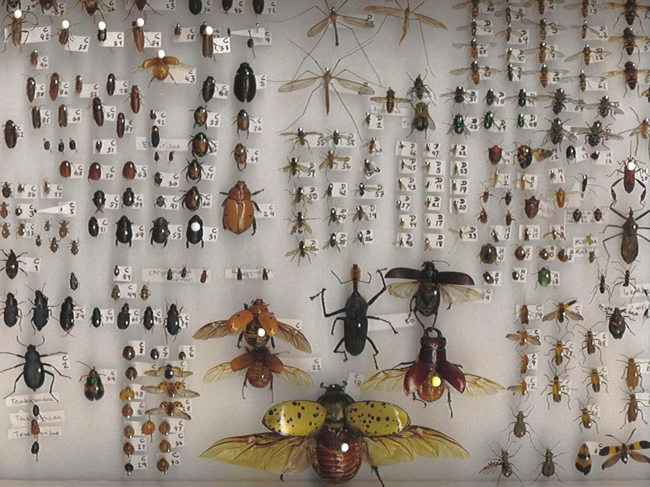 Of Rust and Mold—The Insect Pin as a Token of Transimperial Cooperation ...